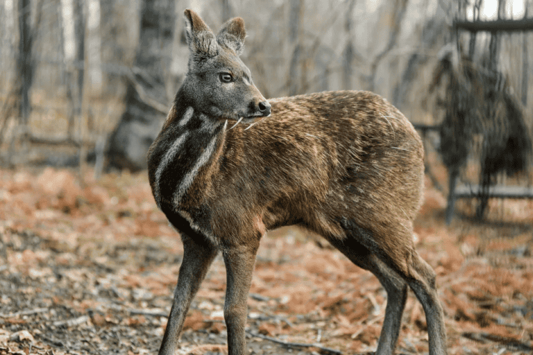 What Does Musk Smell Like in Perfume? | Beautinow